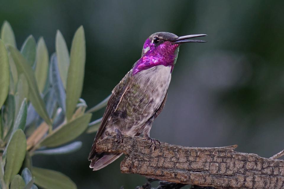 Hummingbird Up Close and Personal | Shutterbug
